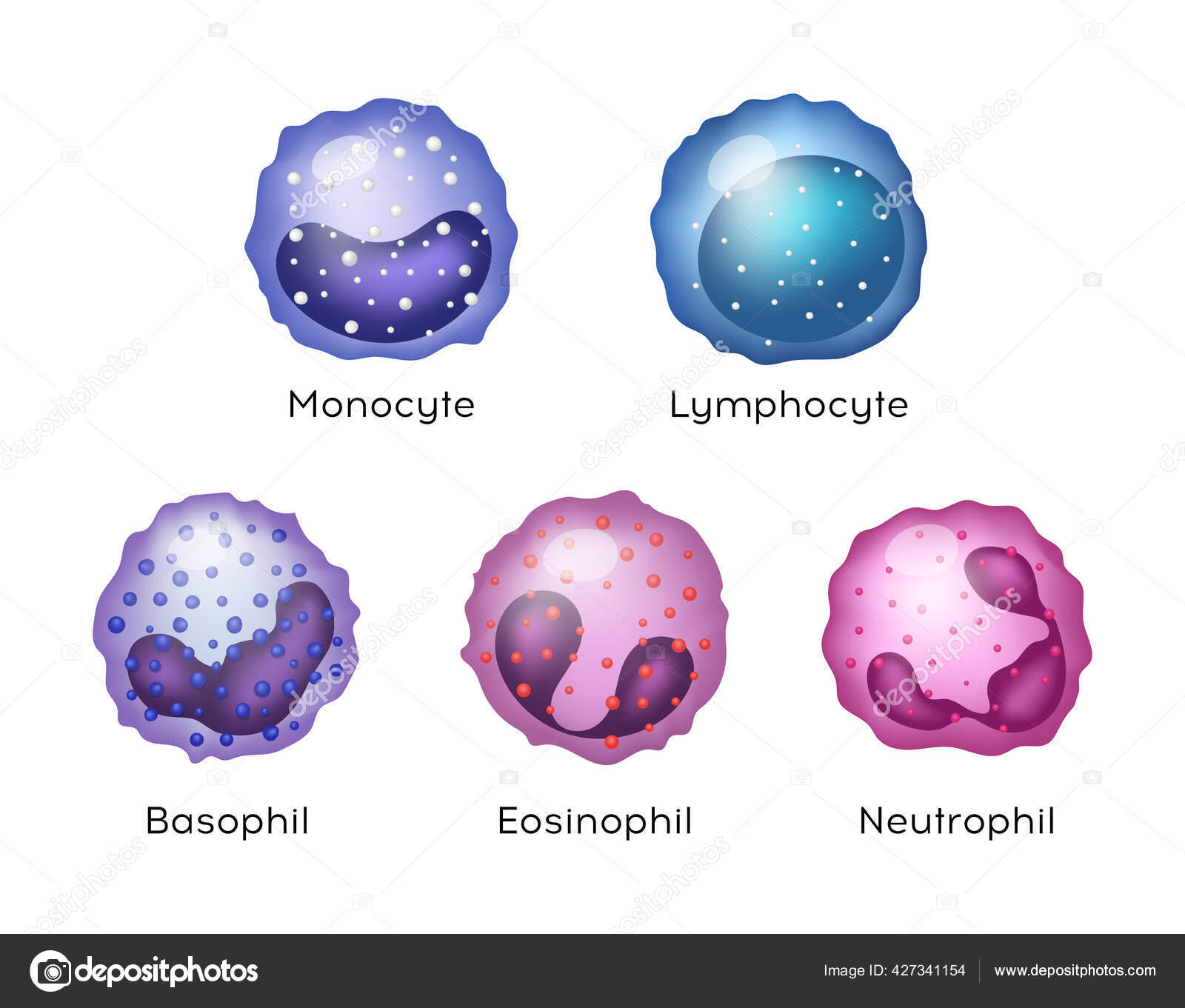 Vector Illustration Monocyte Lymphocyte Eosinophil Neutrophil Basophil ...