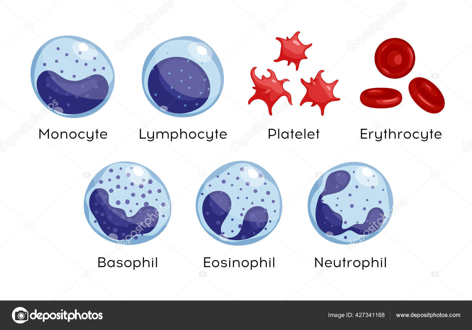 Vector Set Monocyte Lymphocyte Eosinophil Neutrophil Basophil Platelet ...