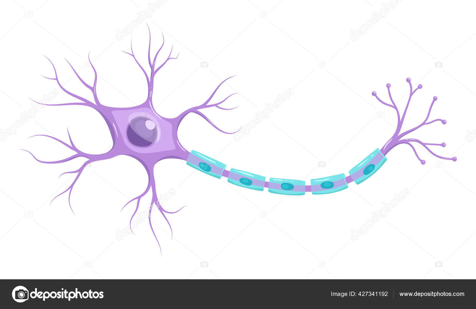 Vector Infographic Neuron Anatomy Axon Myelin Sheat Dendrites Cell Body ...