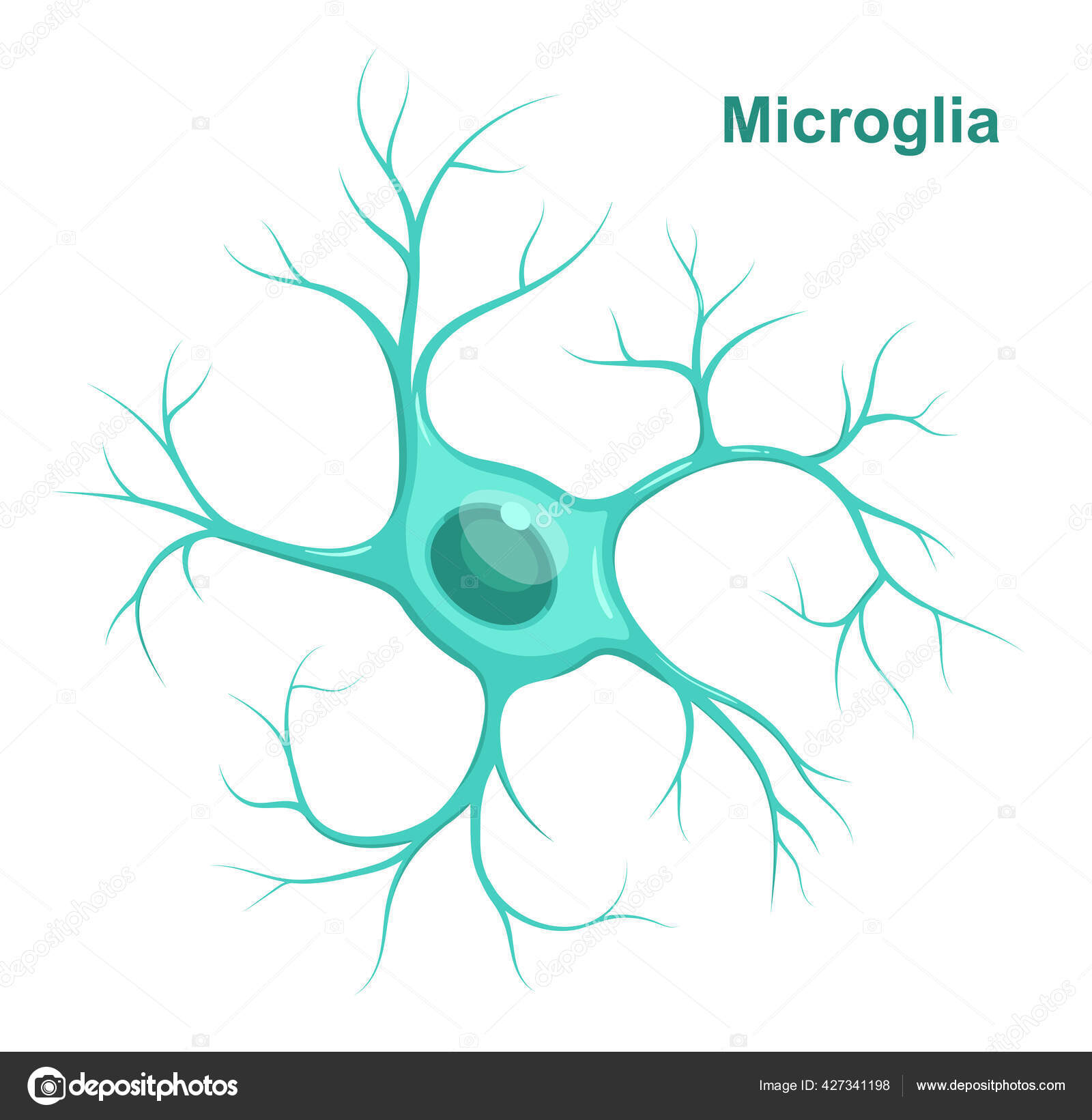 Ilustração Vetorial Microglia Neuroglia Célula Glial Vetor de ©ldarin ...