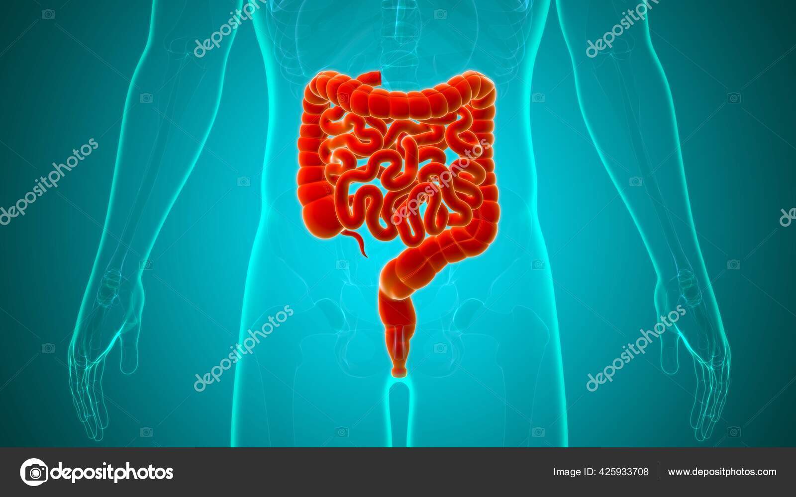 Small Large Intestine Illustration Human Digestive System Anatomy ...