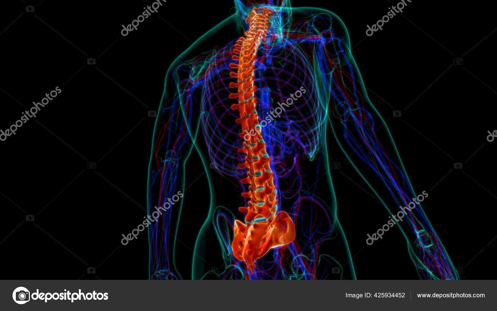 Human Skeleton Vertebral Column Vertebrae Anatomy Illustration Stock ...