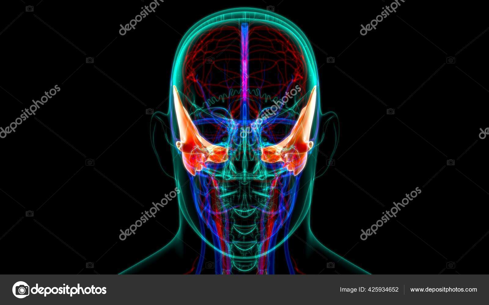 Anatomia Osso Temporal Crânio Esqueleto Humano Para Ilustração Médica ...