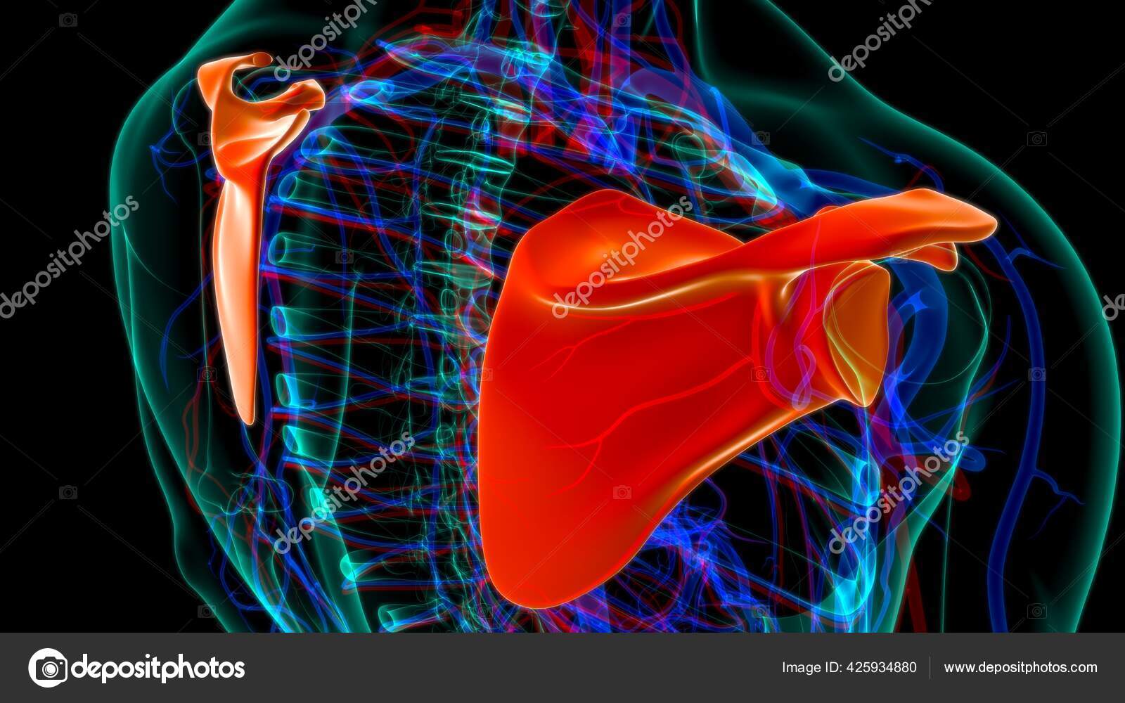 Human Skeleton Anatomy Scapula Bone Rendering Medical Concept — Stock ...