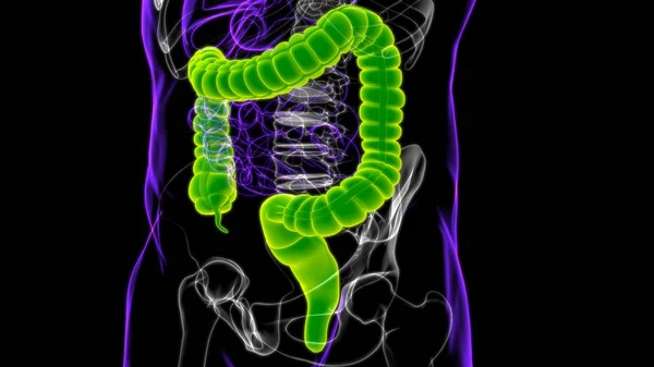 Suuri Suolisto Kuva Ihmisen Ruoansulatuskanavan Anatomia ...