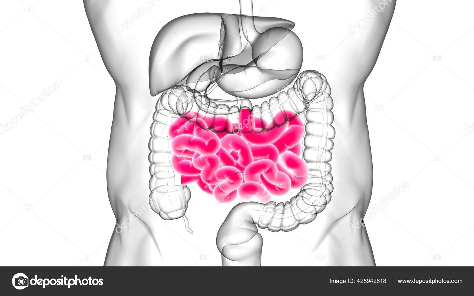 Ohutsuolen Kuvitus Ihmisen Ruoansulatuskanavan Anatomia ...