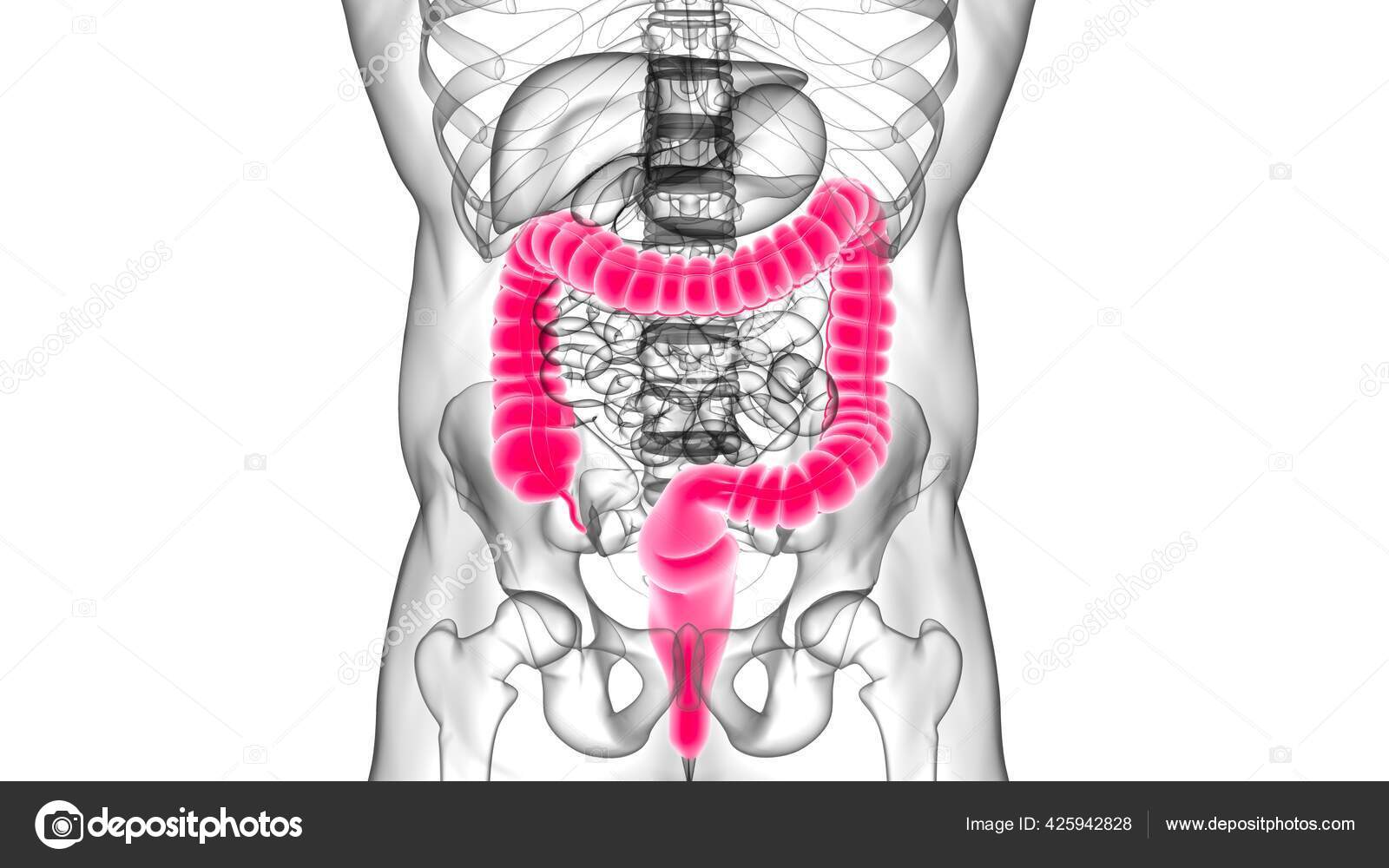 Illustration Grand Intestin Anatomie Système Digestif Humain Pour ...