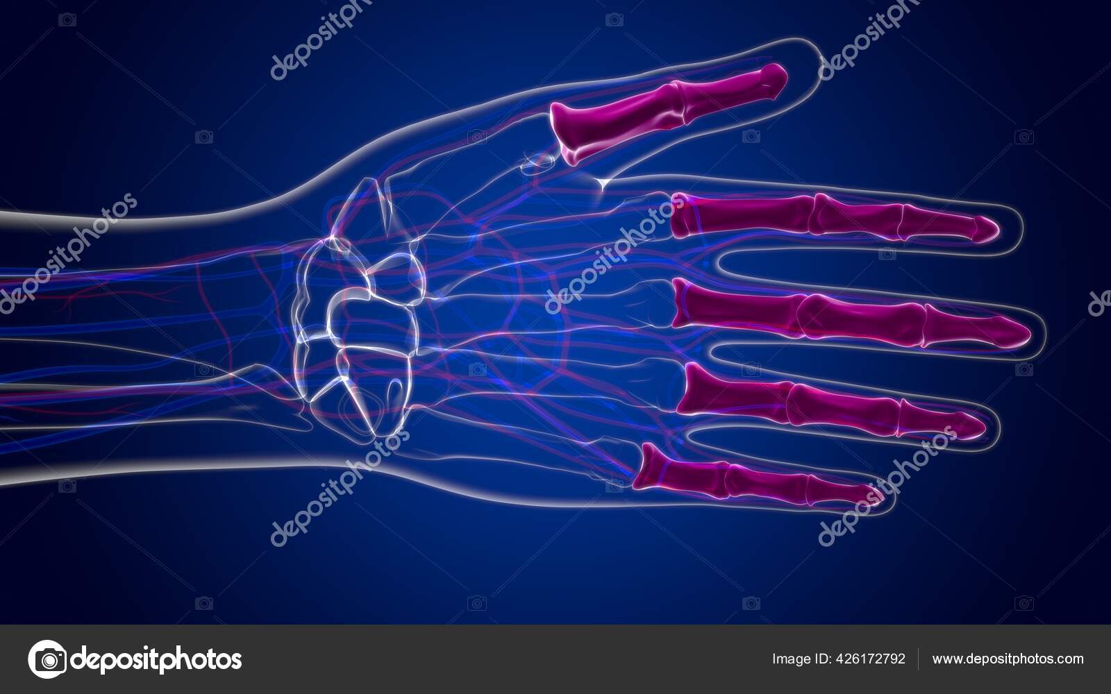 Human Skeleton Hand Phalanges Bone Anatomy Medical Concept Illustration ...