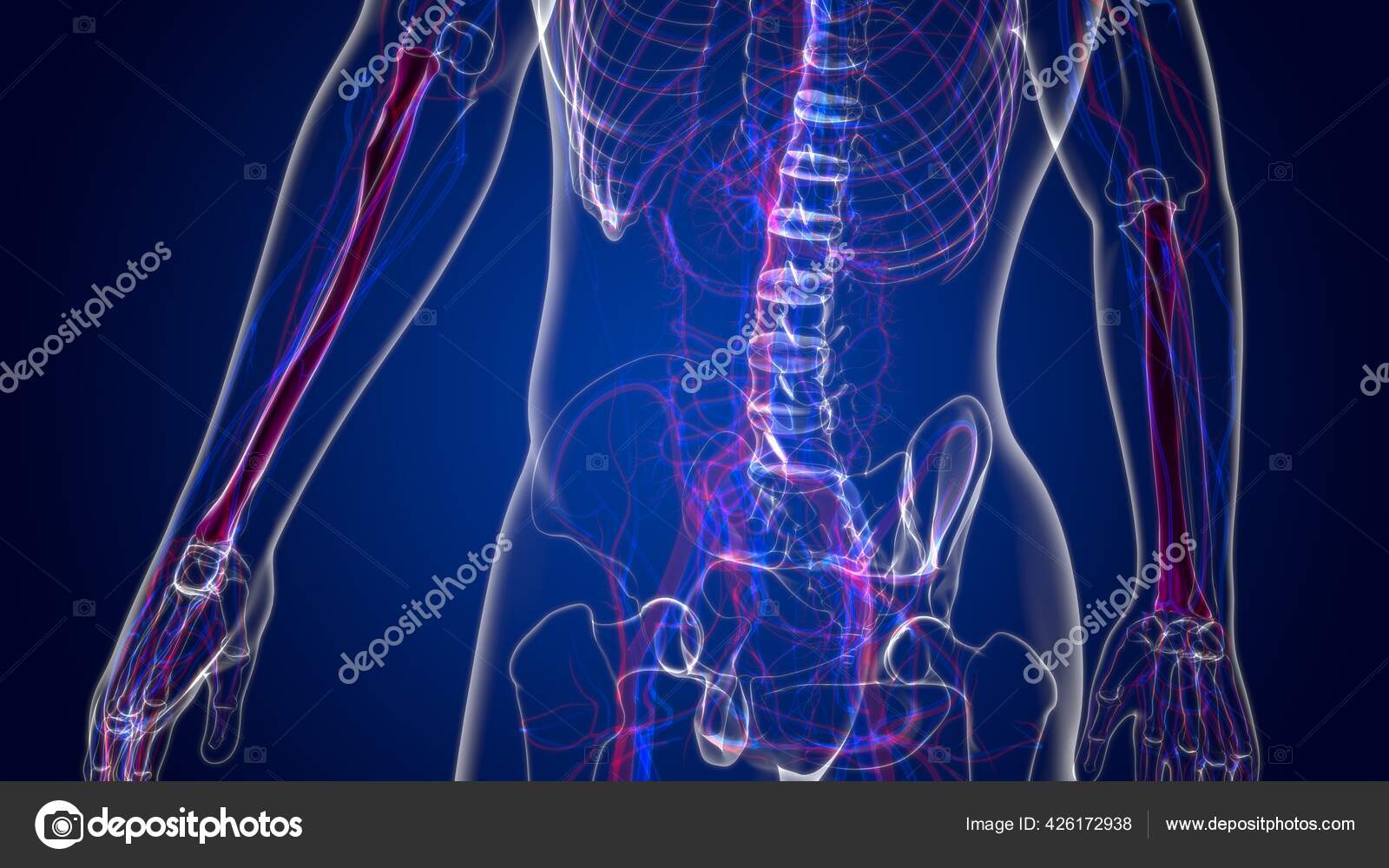Rendimiento Del Hueso Del Radio Anatomía Del Esqueleto Humano Para ...