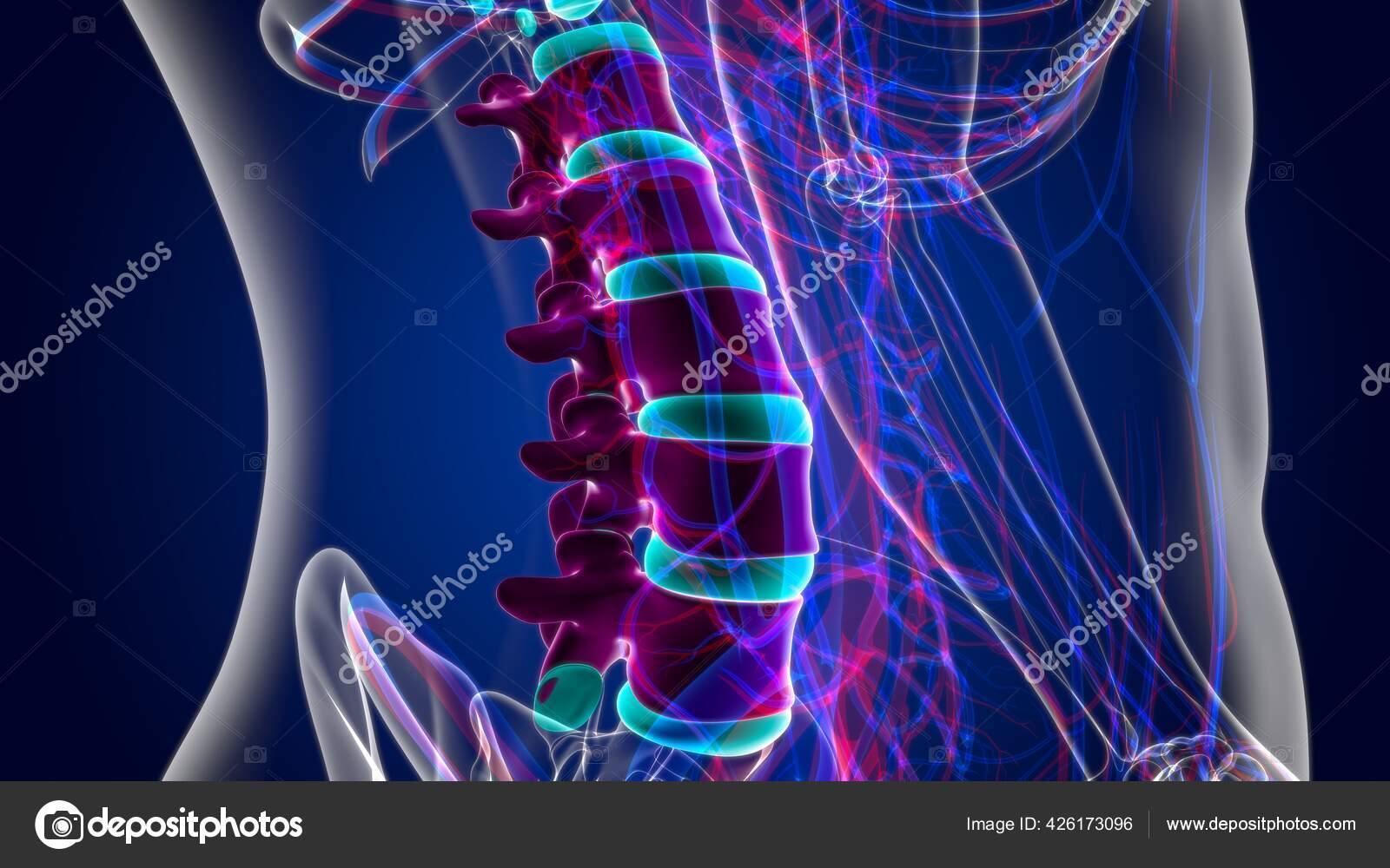 Human Skeleton Vertebral Column Lumbar Vertebrae Anatomy Illustration ...