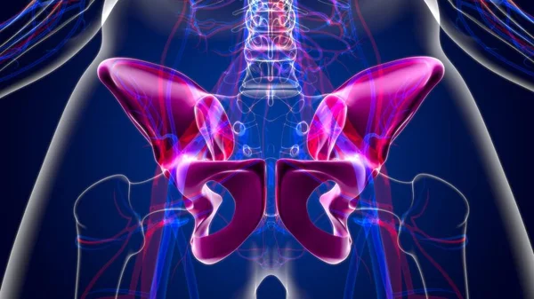 Male Reproductive System Anatomy Medical Concept Illustration — Stock ...