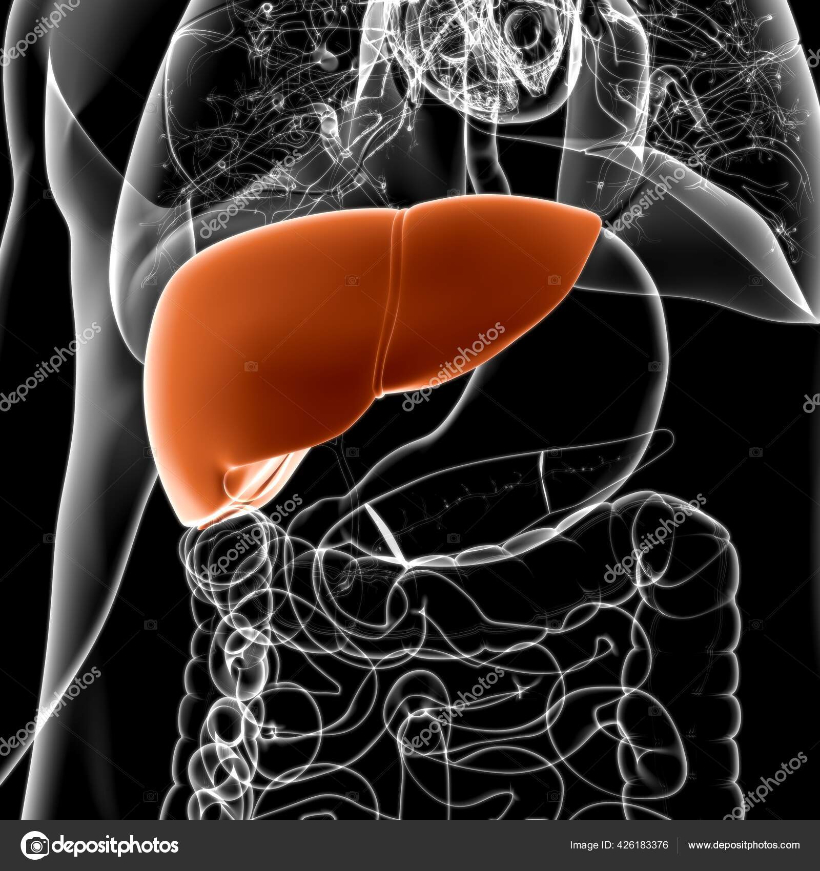 Sistema Digestivo Del Hígado