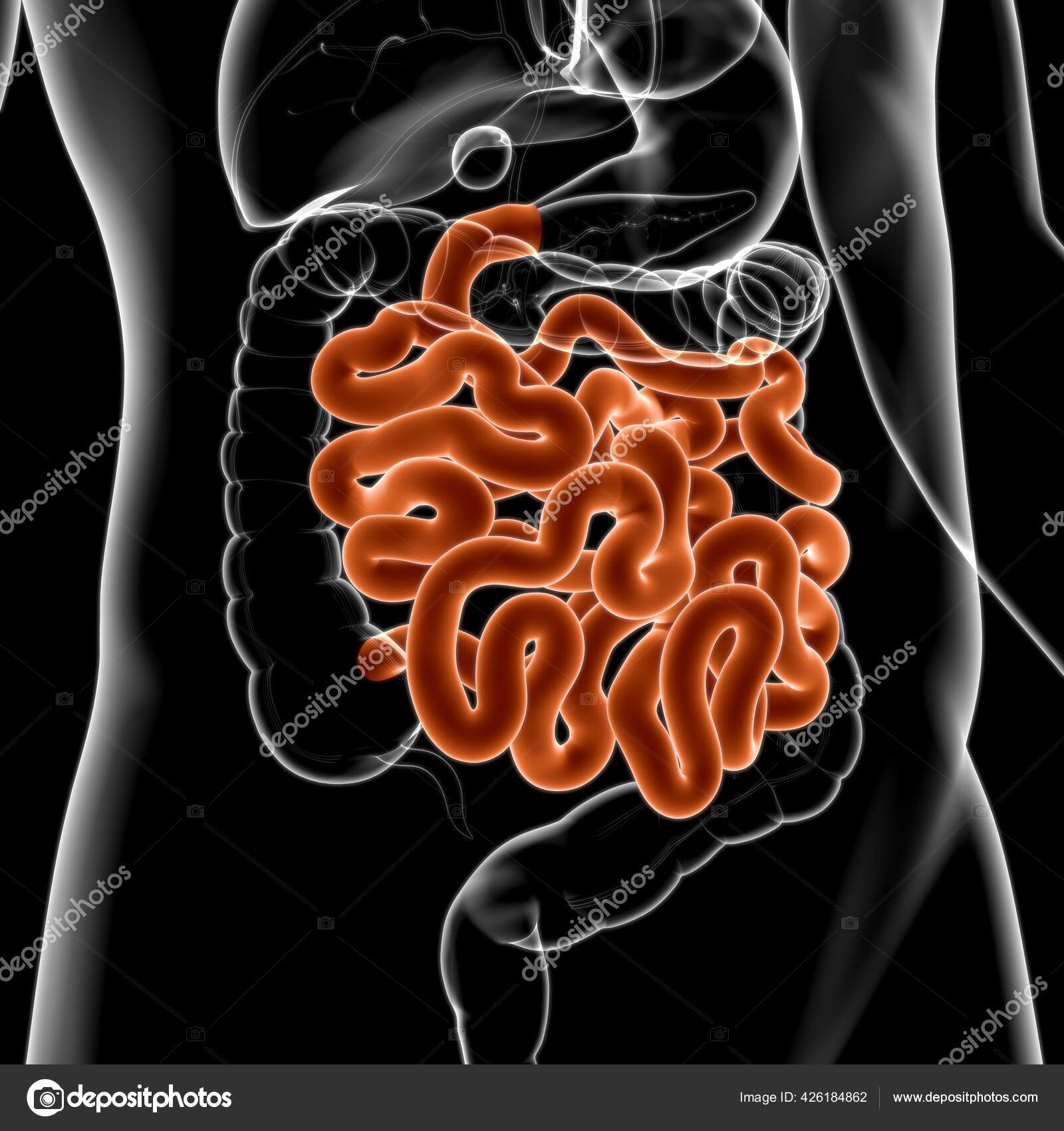 Small Intestine Illustration Human Digestive System Anatomy Medical ...