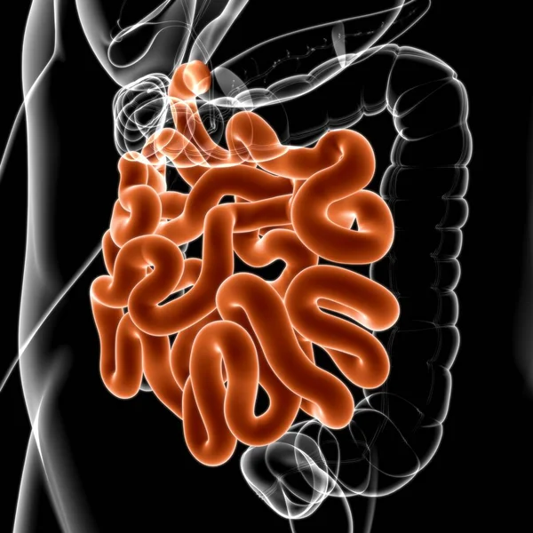 Small Intestine Illustration Human Digestive System Anatomy Medical ...