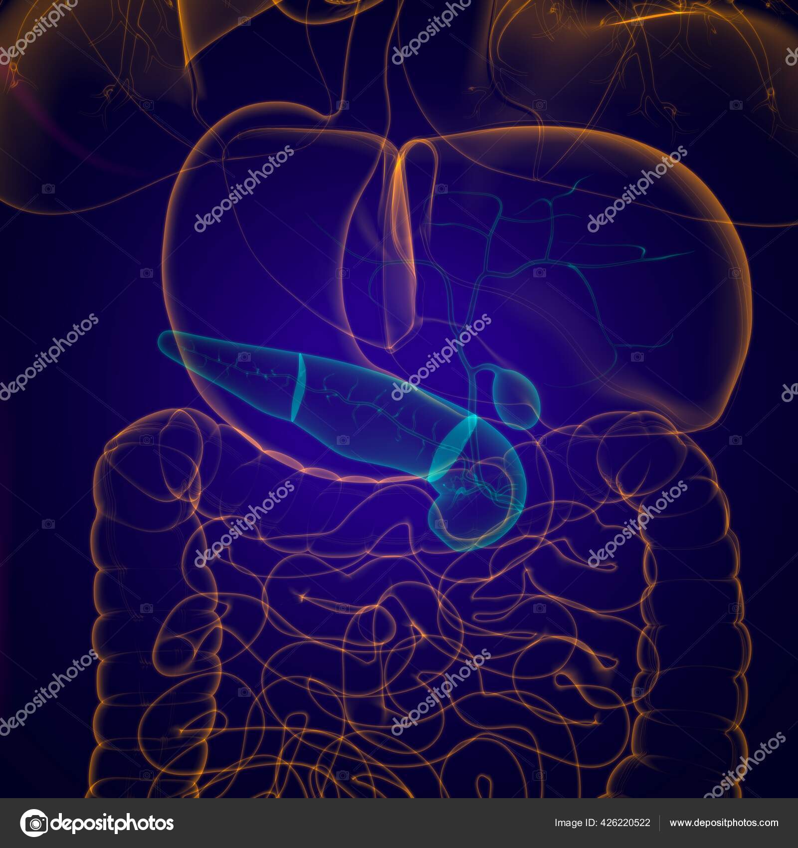 Gall Bladder Human Digestive System Anatomy Medical Concept ...