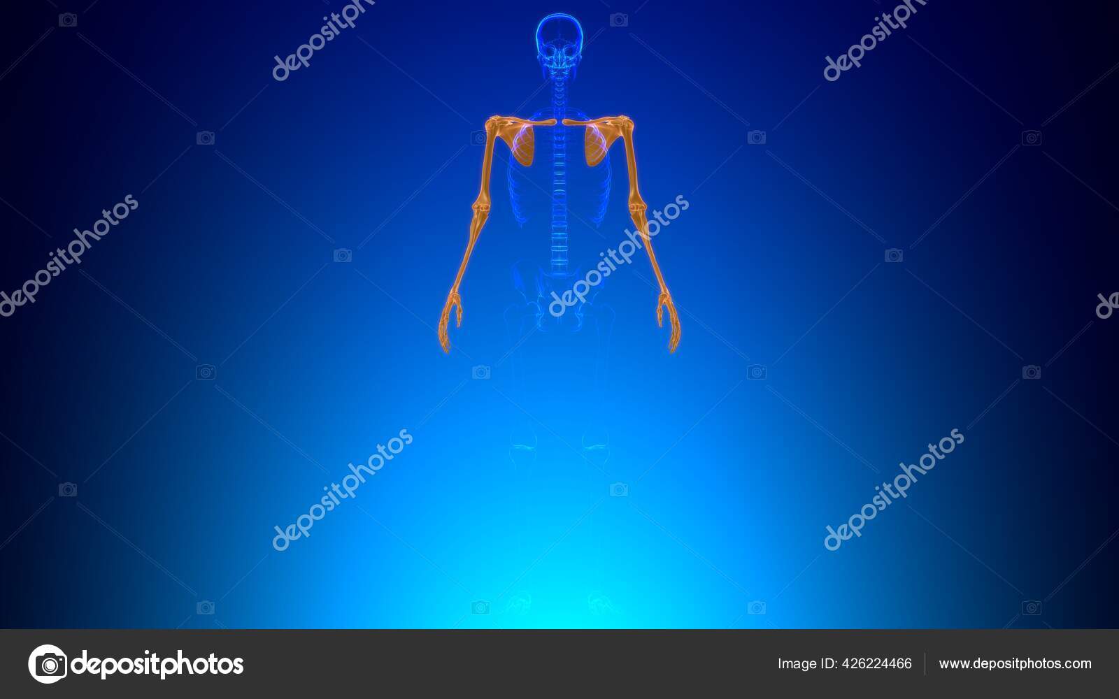 Human Skeleton Upper Limbs Anatomy Illustration Stock Photo by ©My_box ...