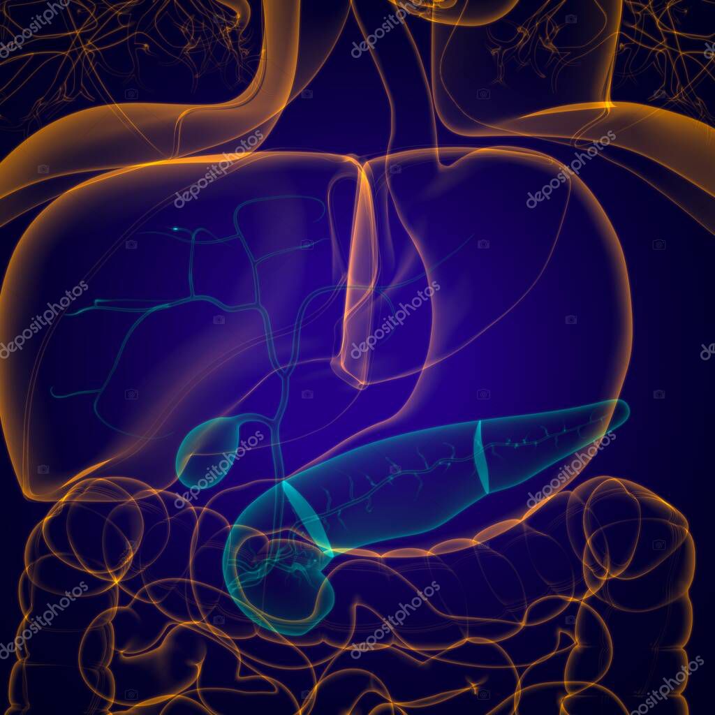 Anatomía del sistema digestivo humano de la vesícula biliar para la ...