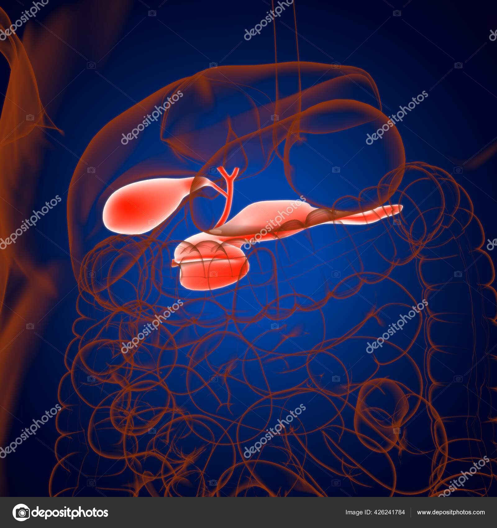 Gall Bladder Human Digestive System Anatomy Medical Concept ...