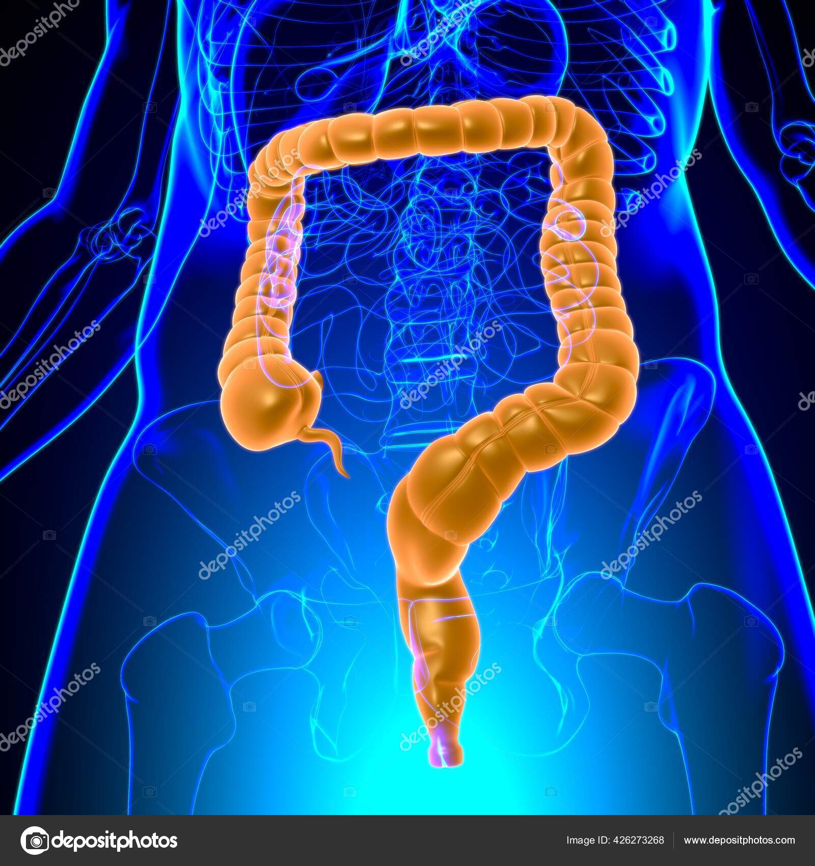 Anatomia Humana Sistema Digestivo Ilustração Intestino Grande Para ...