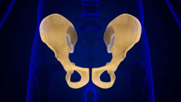 Anatomie du bassin images libres de droit, photos de Anatomie du bassin ...