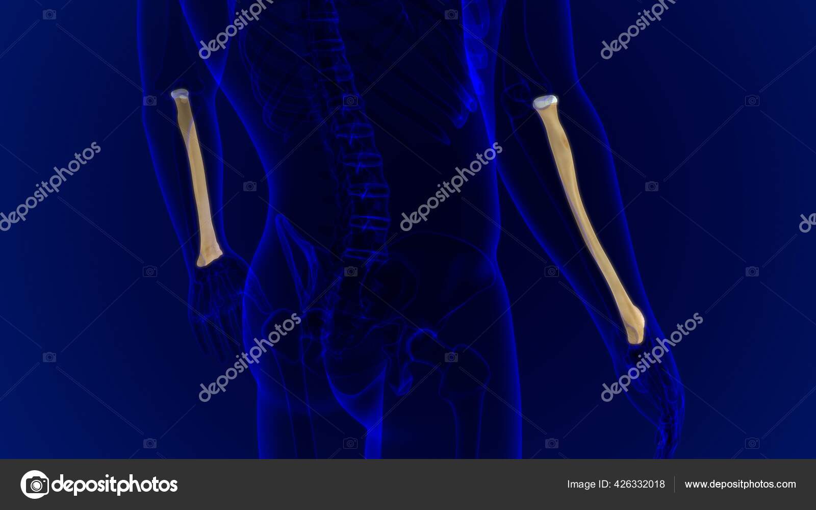 Human Skeleton Anatomy Radius Bone Rendering Medical Concept — Stock ...