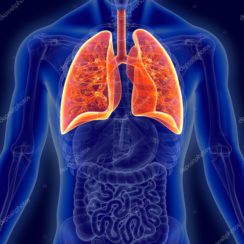 Los humanos tienen dos pulmones, un pulmón derecho y un pulmón ...