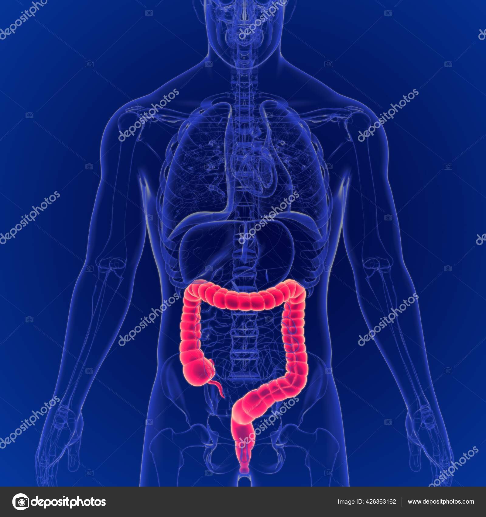Ilustrasi Sistem Pencernaan Manusia Anatomi Usus Besar — Foto Stok © My ...