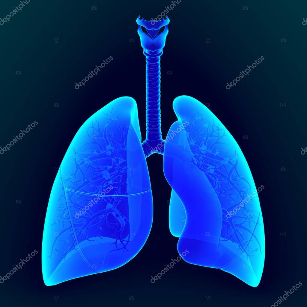 Los humanos tienen dos pulmones, un pulmón derecho y un pulmón ...
