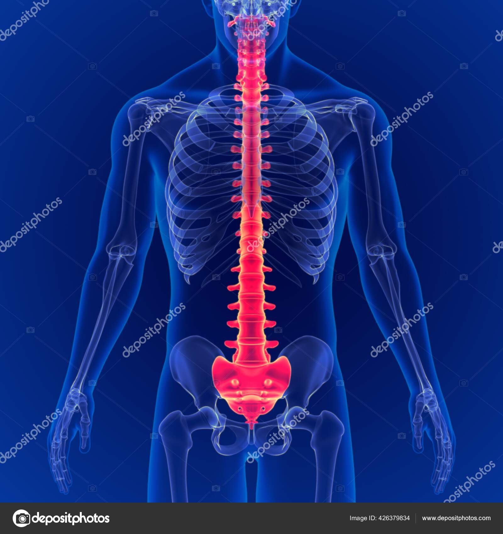 Illustration Human Skeleton Vertebral Column Anatomy Stock Photo by ©My ...