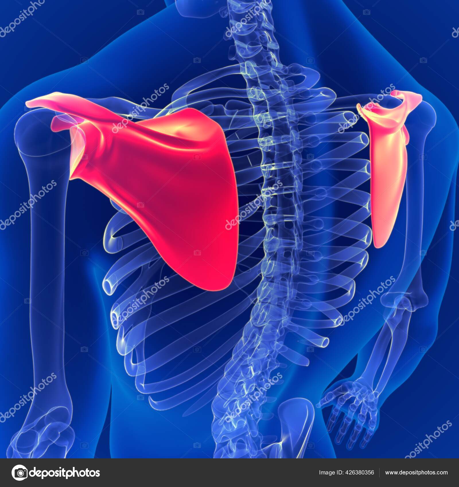 Scapula Anatomie | ppgbbe.intranet.biologia.ufrj.br