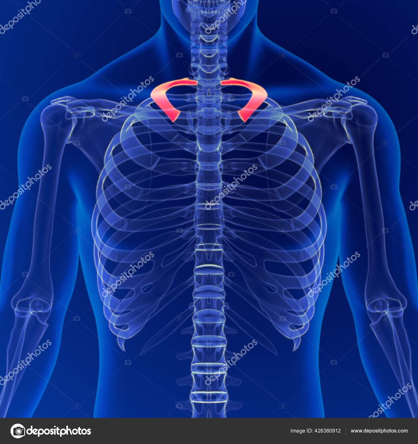 Human Skeleton Anatomy Rib Cage 1St Bone Rendering Medical Concept ...