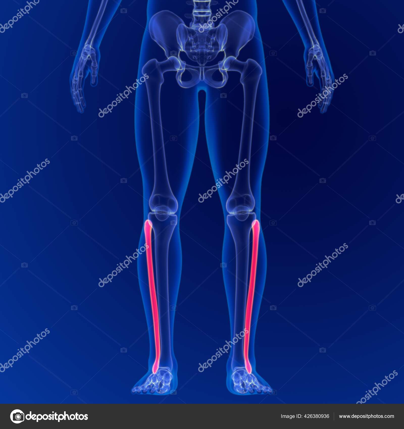Human Skeleton Anatomy Fibula Bone Rendering Medical Concept Stock ...