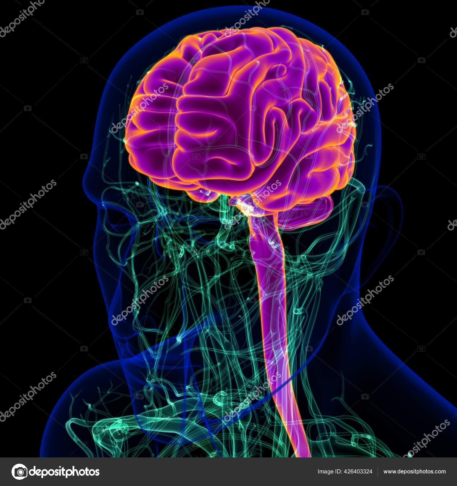 Illustration Human Brain Circulatory System Anatomy Medical Concept ...
