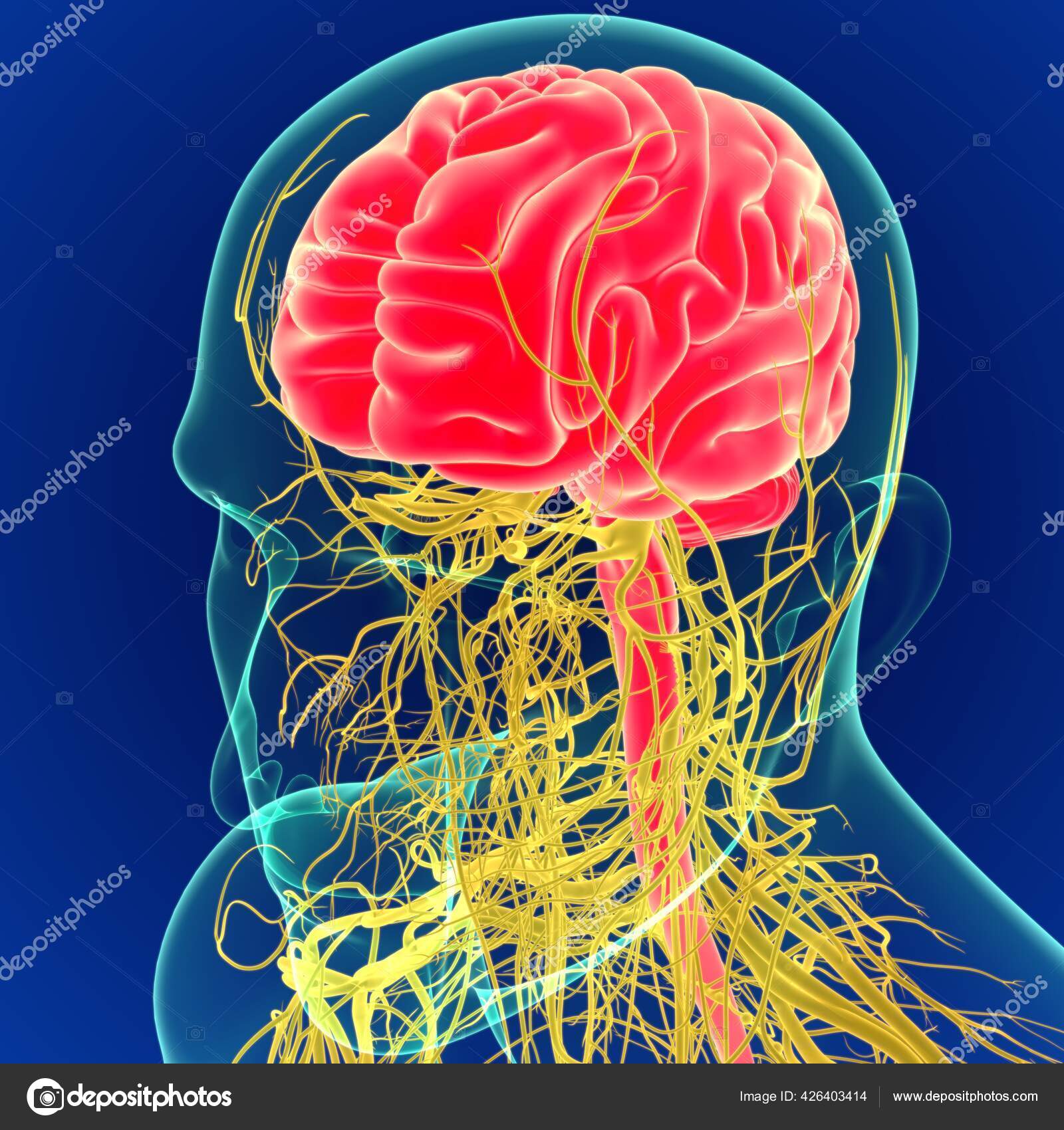 Illustration Human Brain Nerves System Anatomy Brain — Stock Photo © My ...