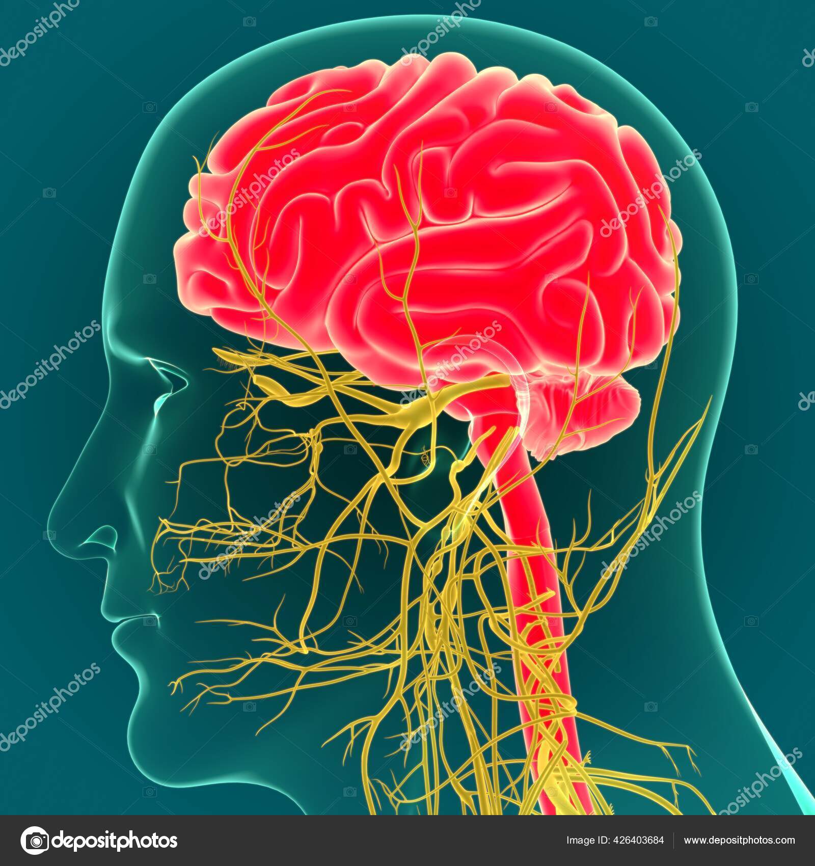 Tejido Nervioso En El Cerebro