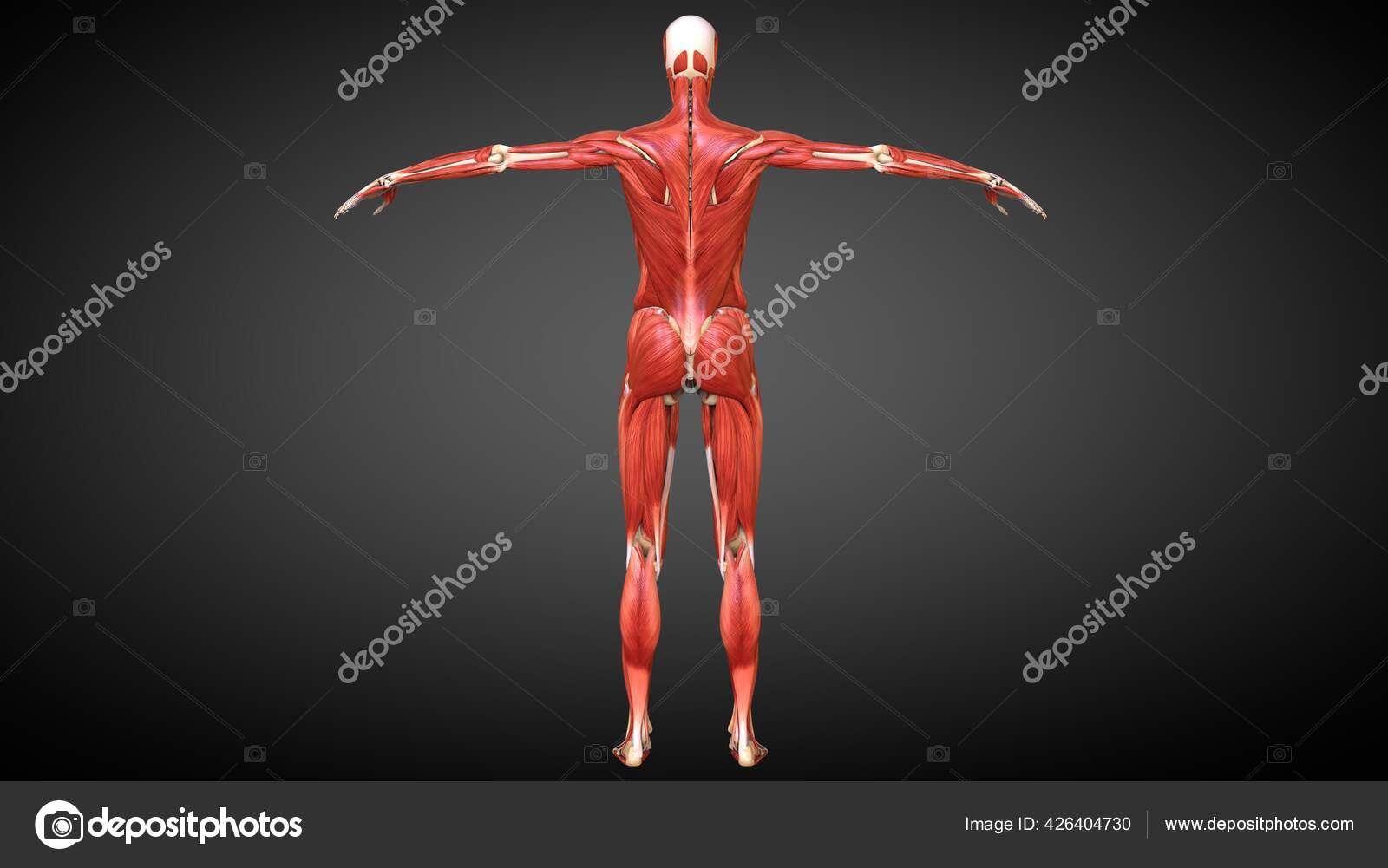 Muscular System Responsible Movement Human Body Stock Photo by ©My_box ...