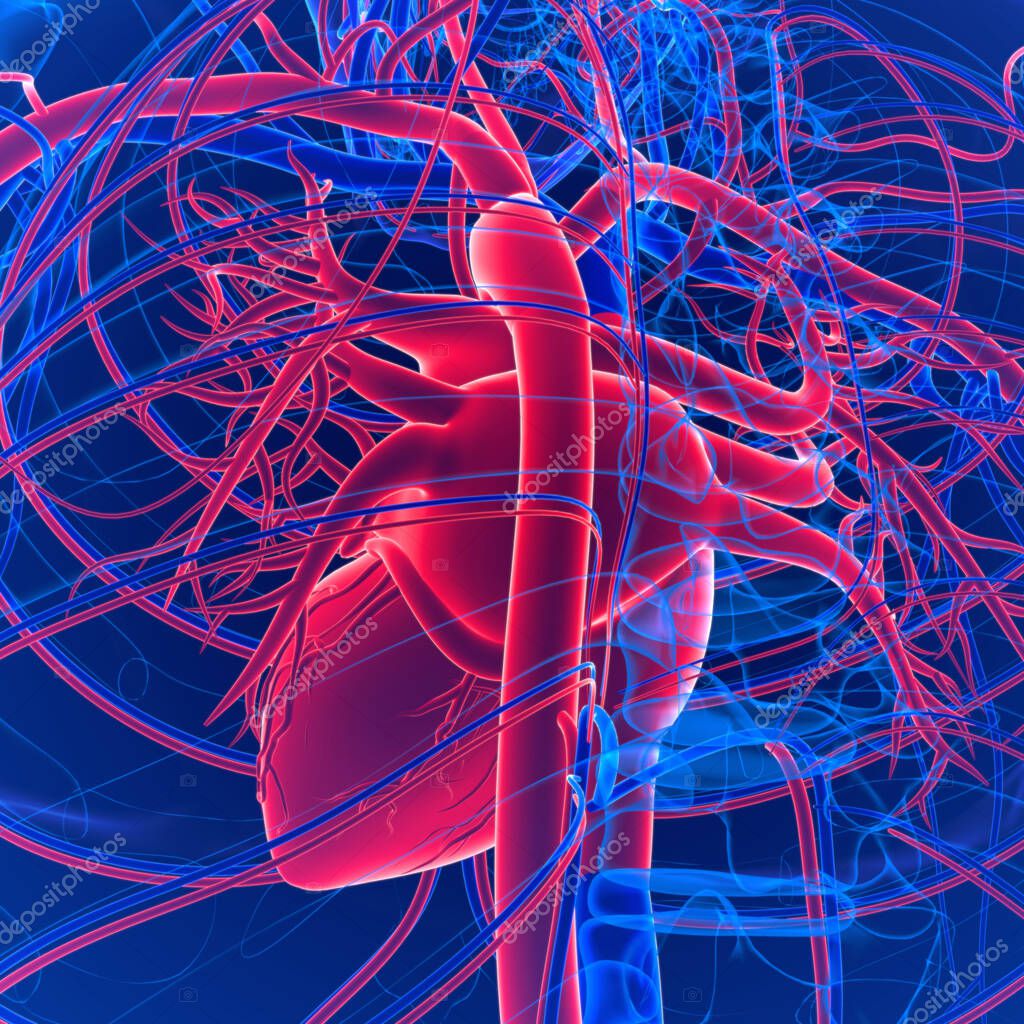 El sistema circulatorio se compone del corazón, las arterias, los ...