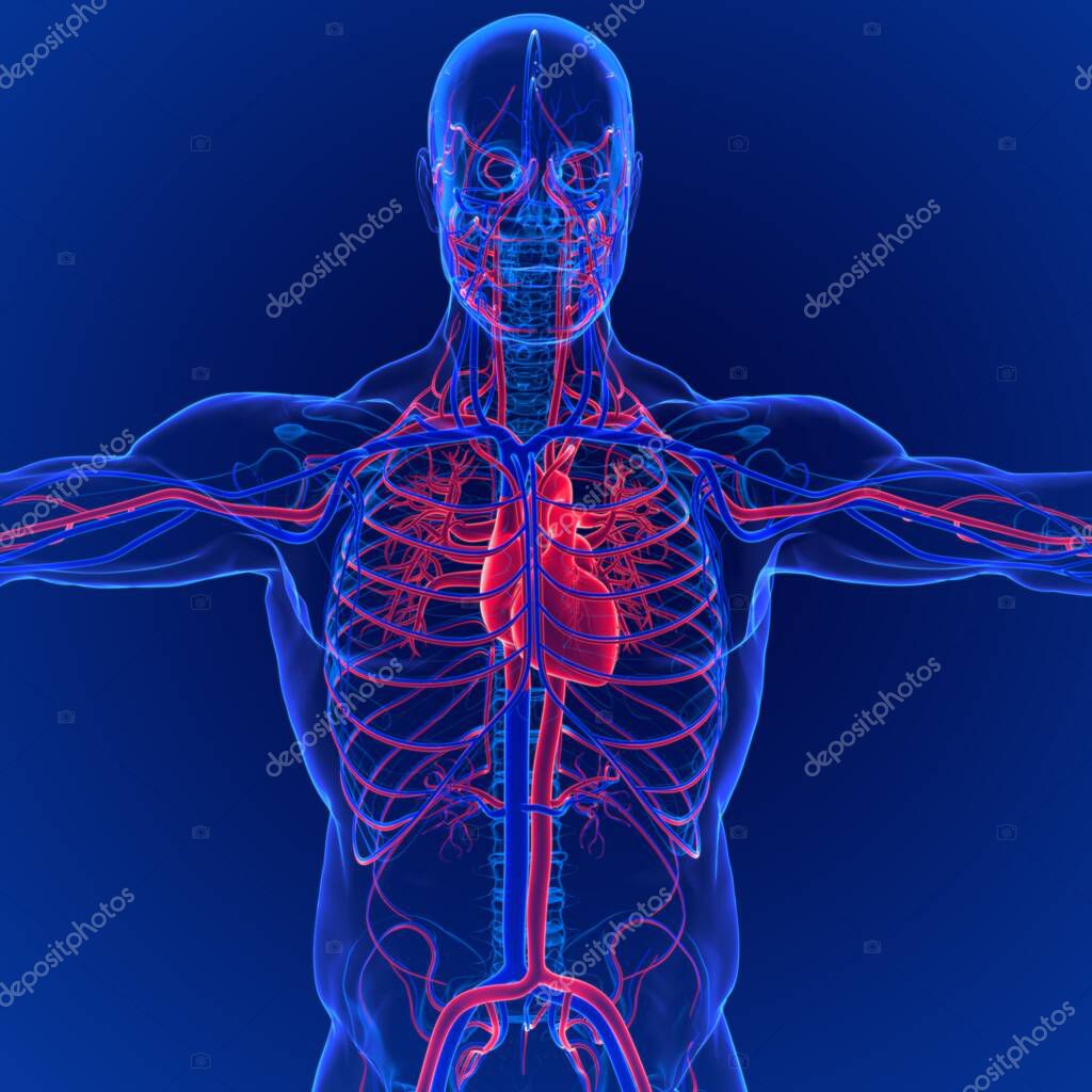 El sistema circulatorio se compone del corazón, las arterias, los ...