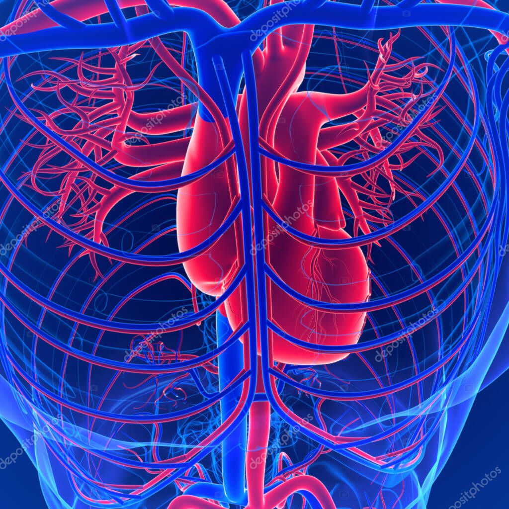 El sistema circulatorio se compone del corazón, las arterias, los ...