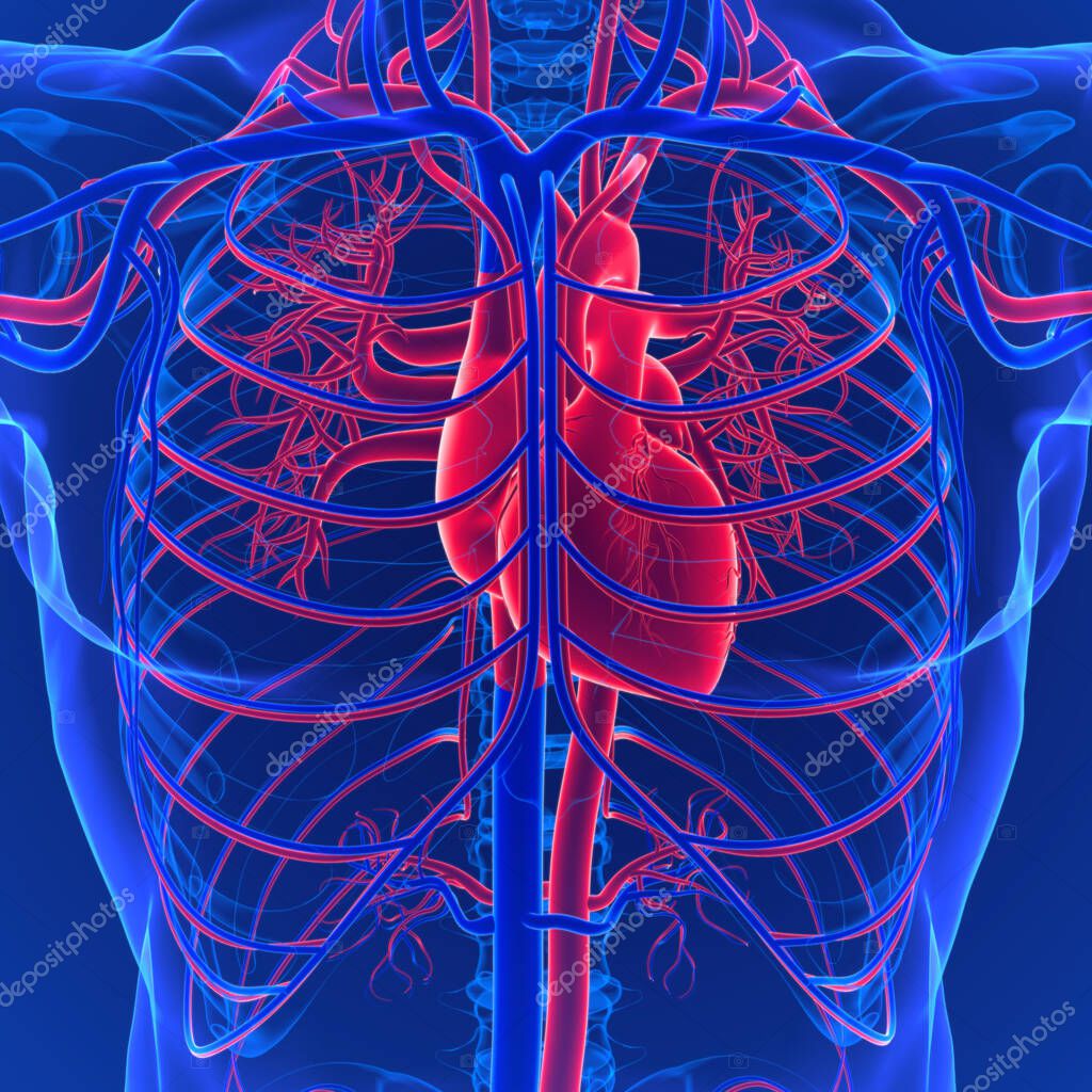 El sistema circulatorio se compone del corazón, las arterias, los ...