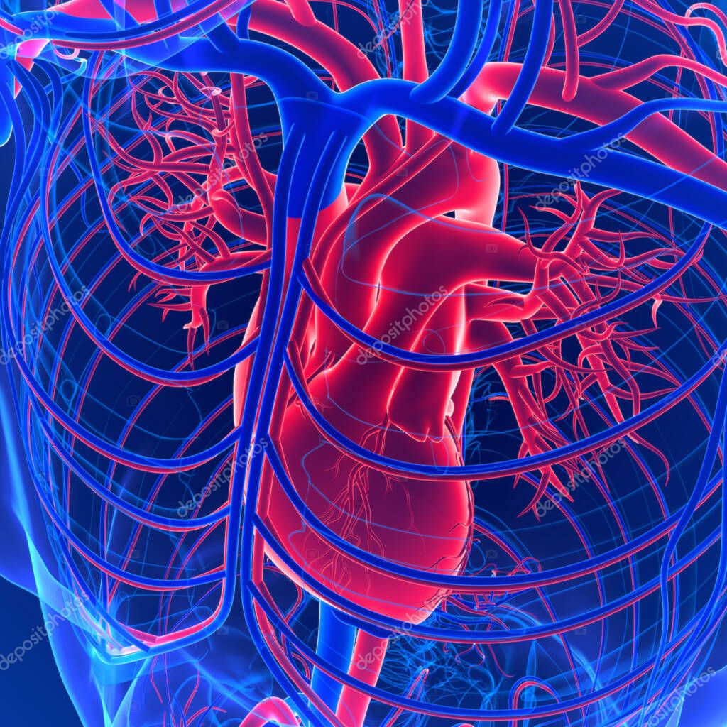 El sistema circulatorio se compone del corazón, las arterias, los ...