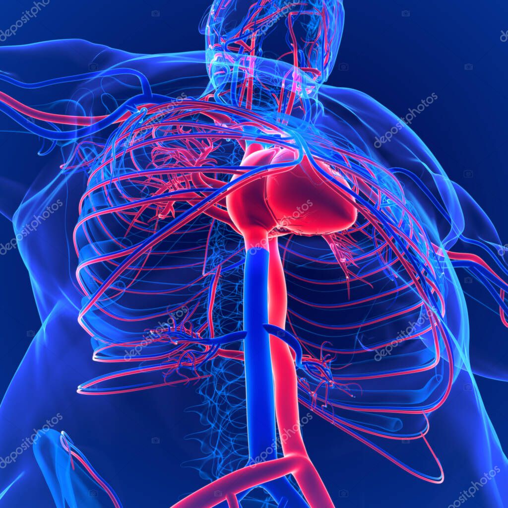 El sistema circulatorio se compone del corazón, las arterias, los ...