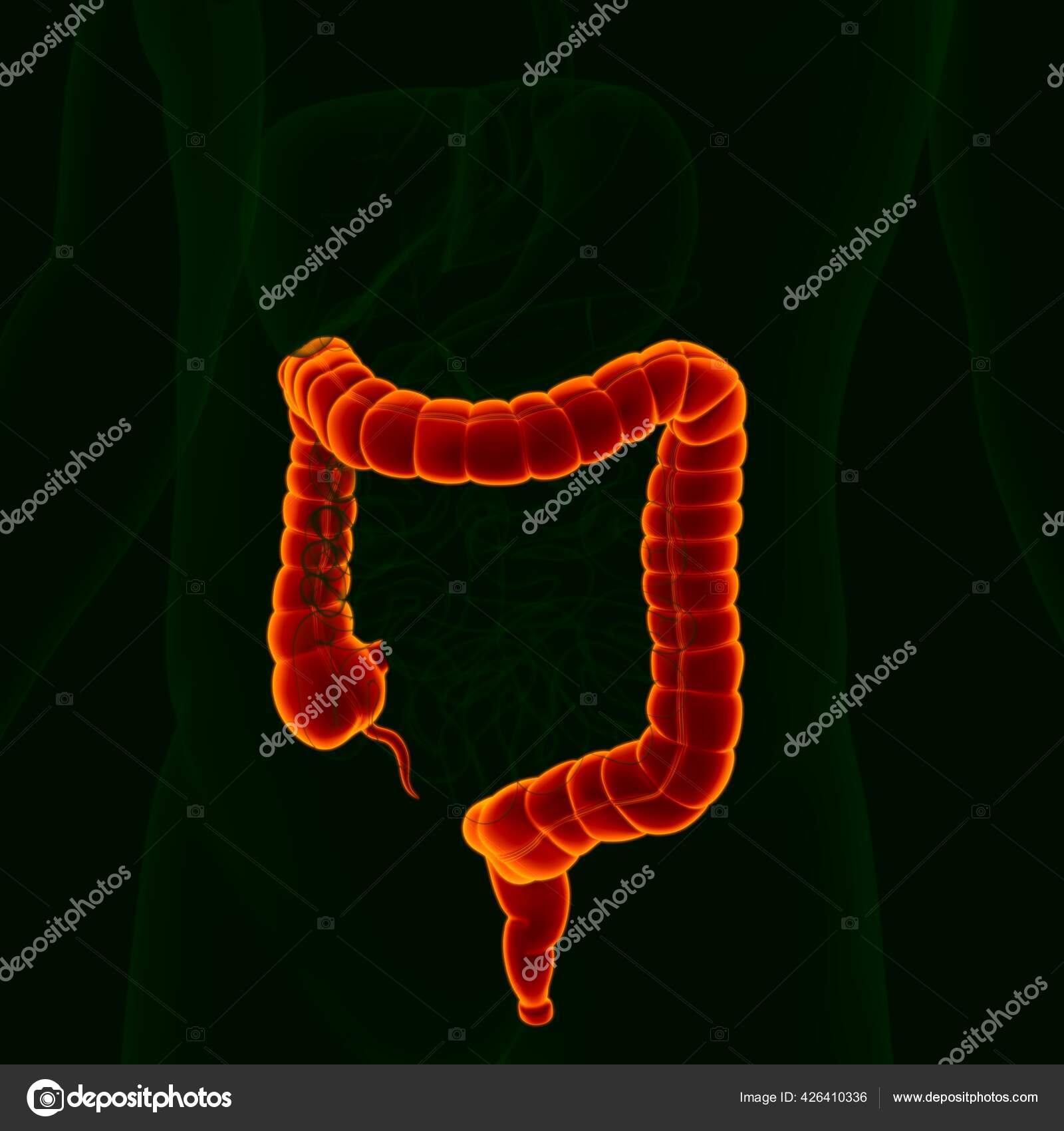 Illustration Human Digestive System Anatomy Large Intestine Medical ...