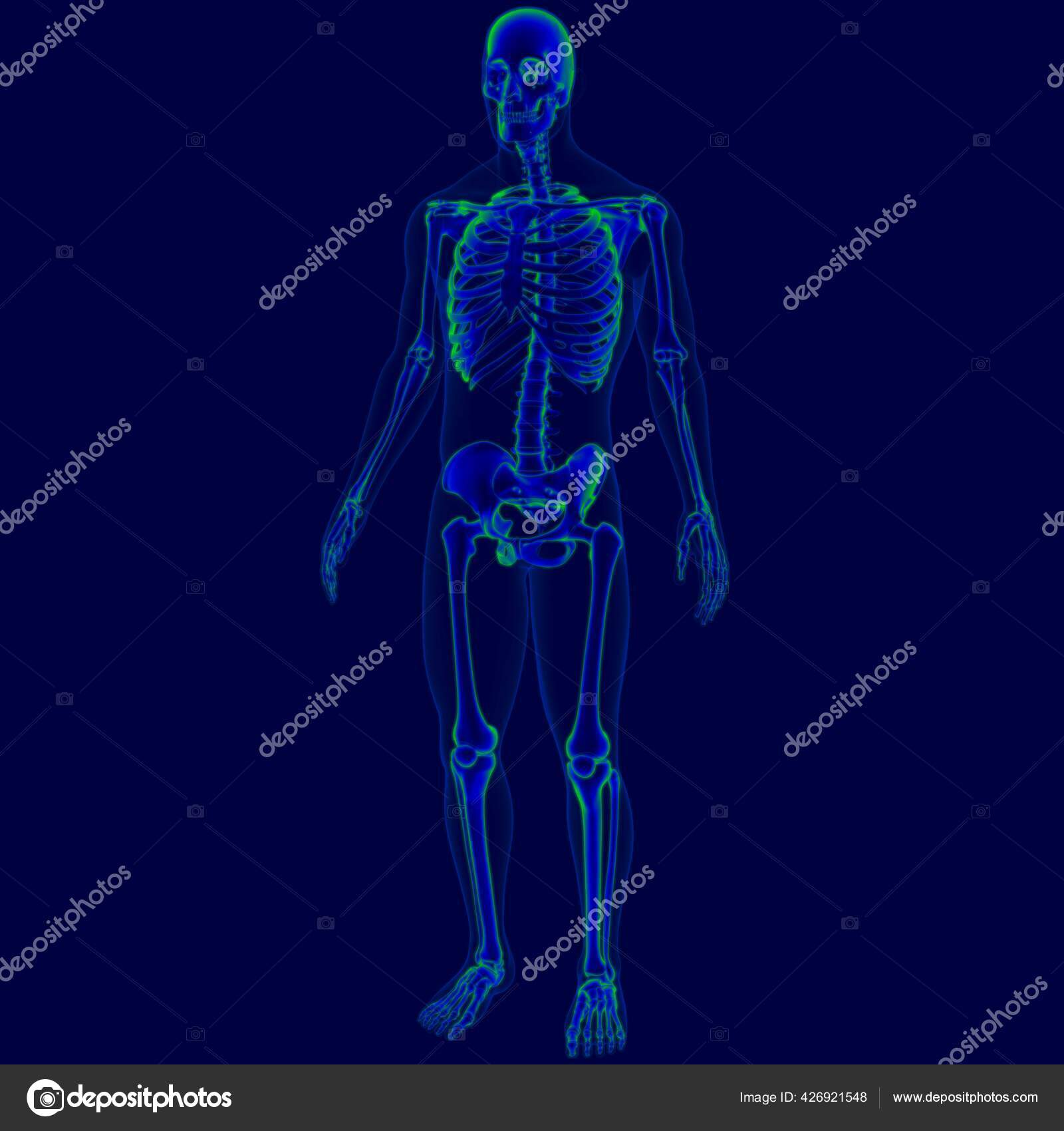 Illustration Human Skeleton Anatomy Medical Concept Skeleton — Stock ...