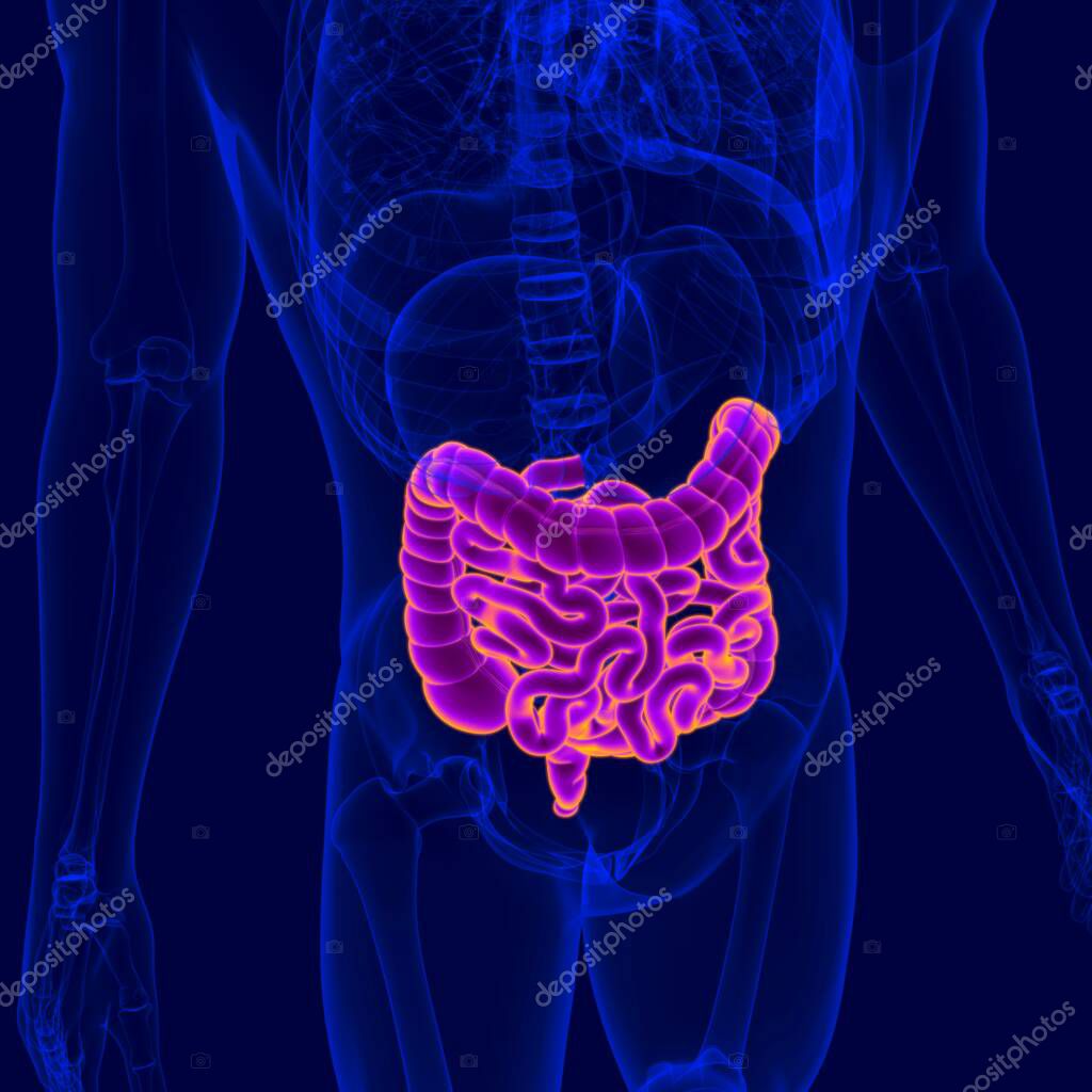 Ilustración 3D Anatomía del sistema digestivo humano (intestino delgado ...