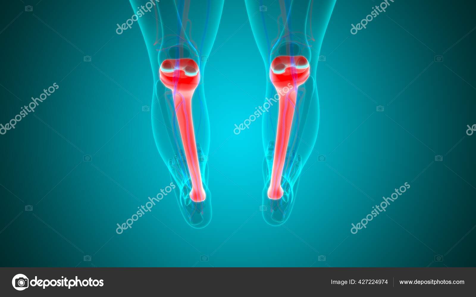 Human Skeleton Anatomy Tibia Bone Rendering Medical Concept — Stock ...