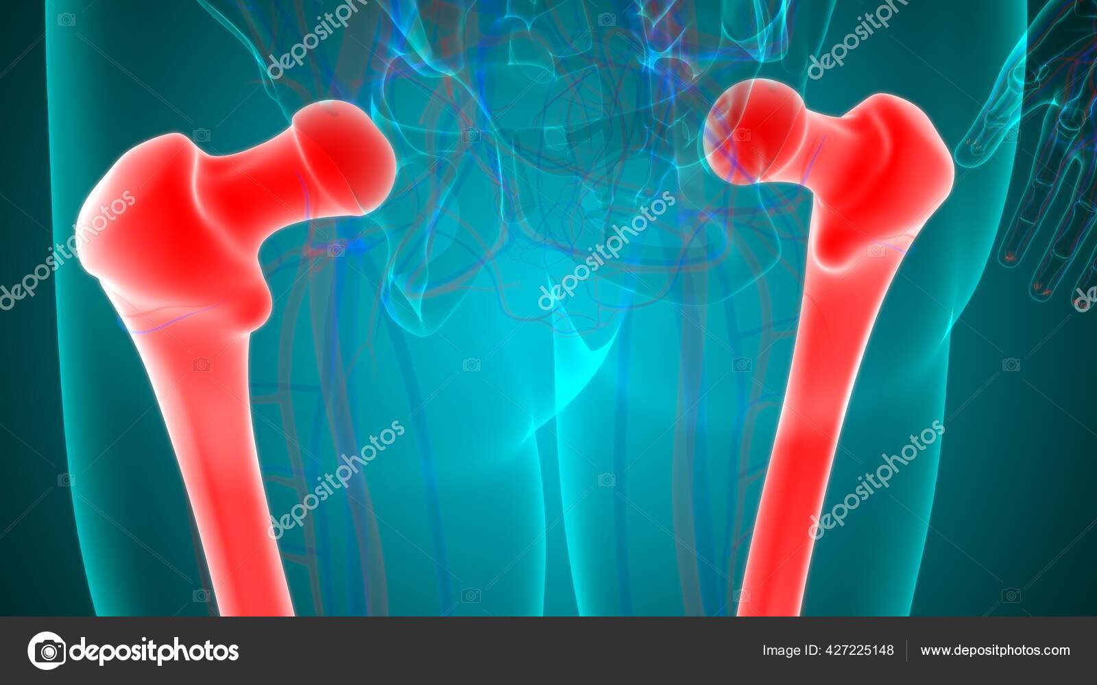 Human Skeleton Anatomy Femur Bone Rendering Medical Concept Stock Photo ...