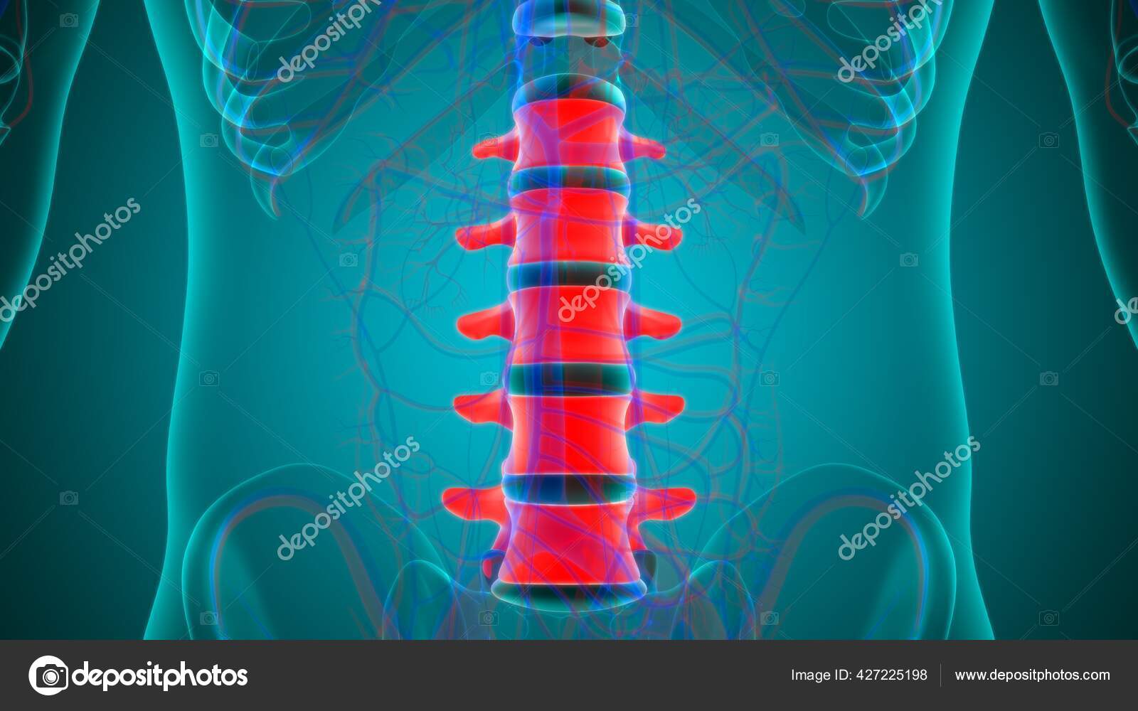 Menselijke Skelet Wervelkolom Lumbar Wervels Anatomie Illustratie ⬇ ...