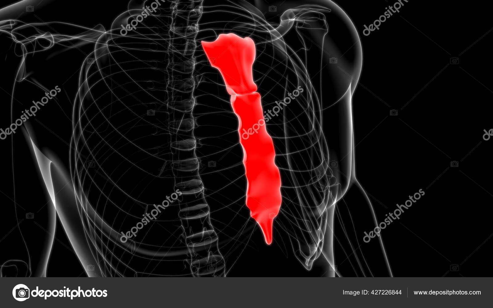 Human Skeleton Sternum Bone Anatomy Medical Concept Illustration Stock ...