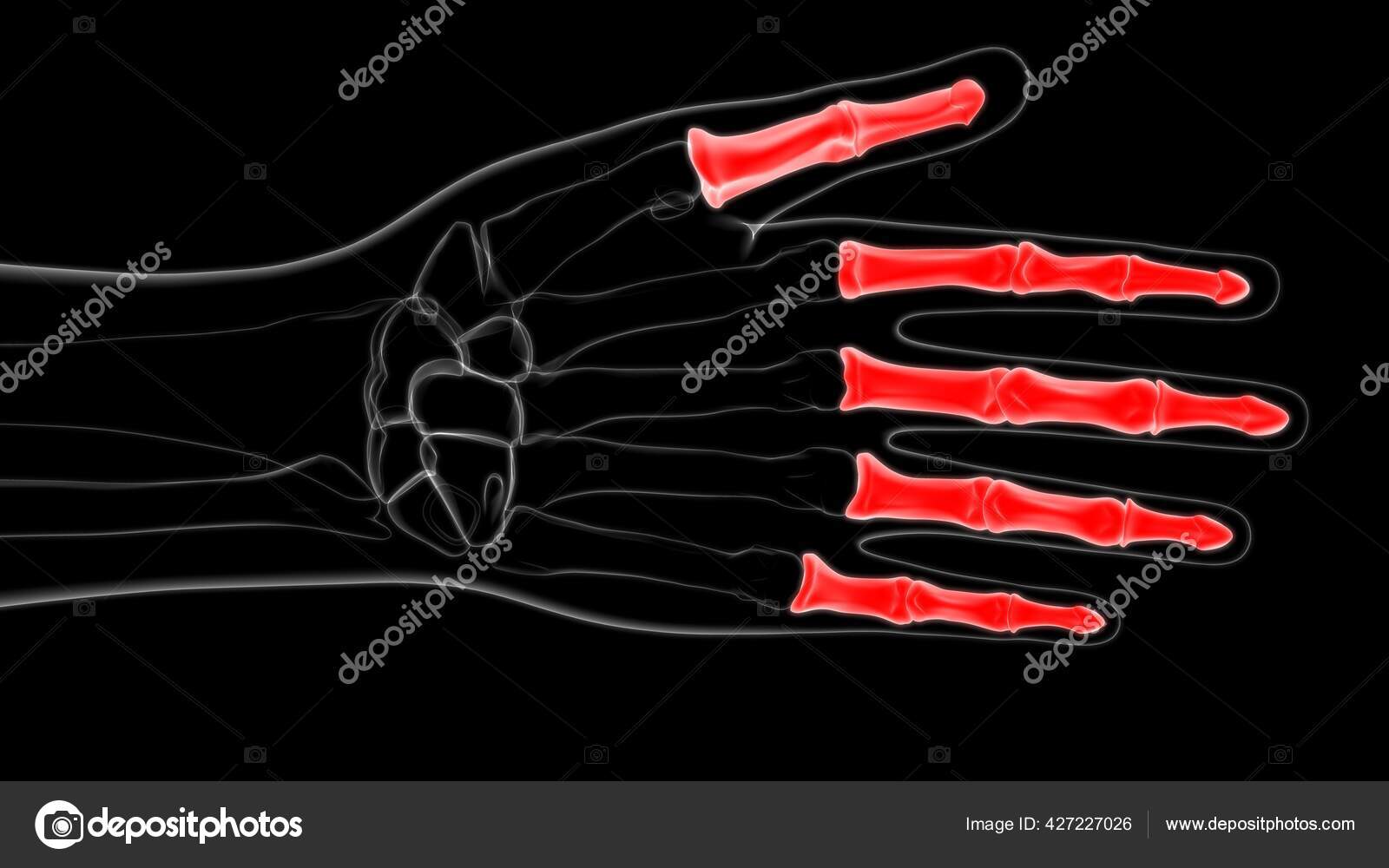 Anatomía Ósea Falanges Mano Esqueleto Humano Para Ilustración Del ...